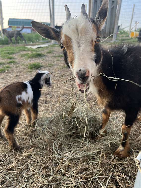 Our second mama goat gave birth!
